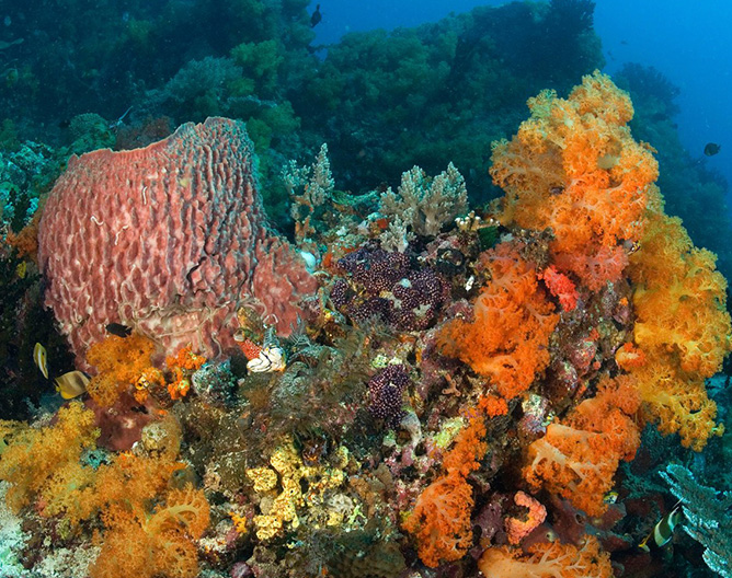 Smithsonian Ocean | Smithsonian Ocean