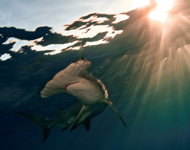 Smithsonian Ocean | Smithsonian Ocean