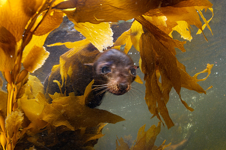 Seals, Sea Lions, and Walruses | Smithsonian Ocean