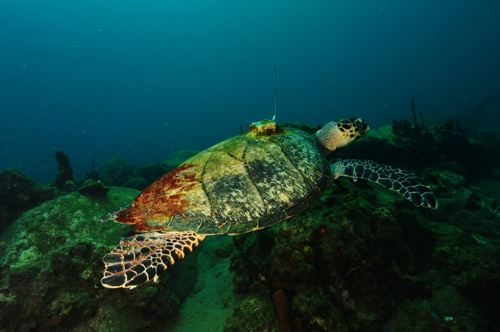 Sea Turtles | Smithsonian Ocean