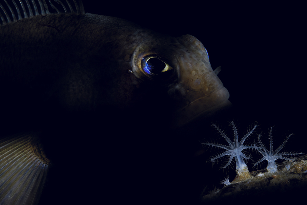 The Arctic and The Antarctic | Smithsonian Ocean