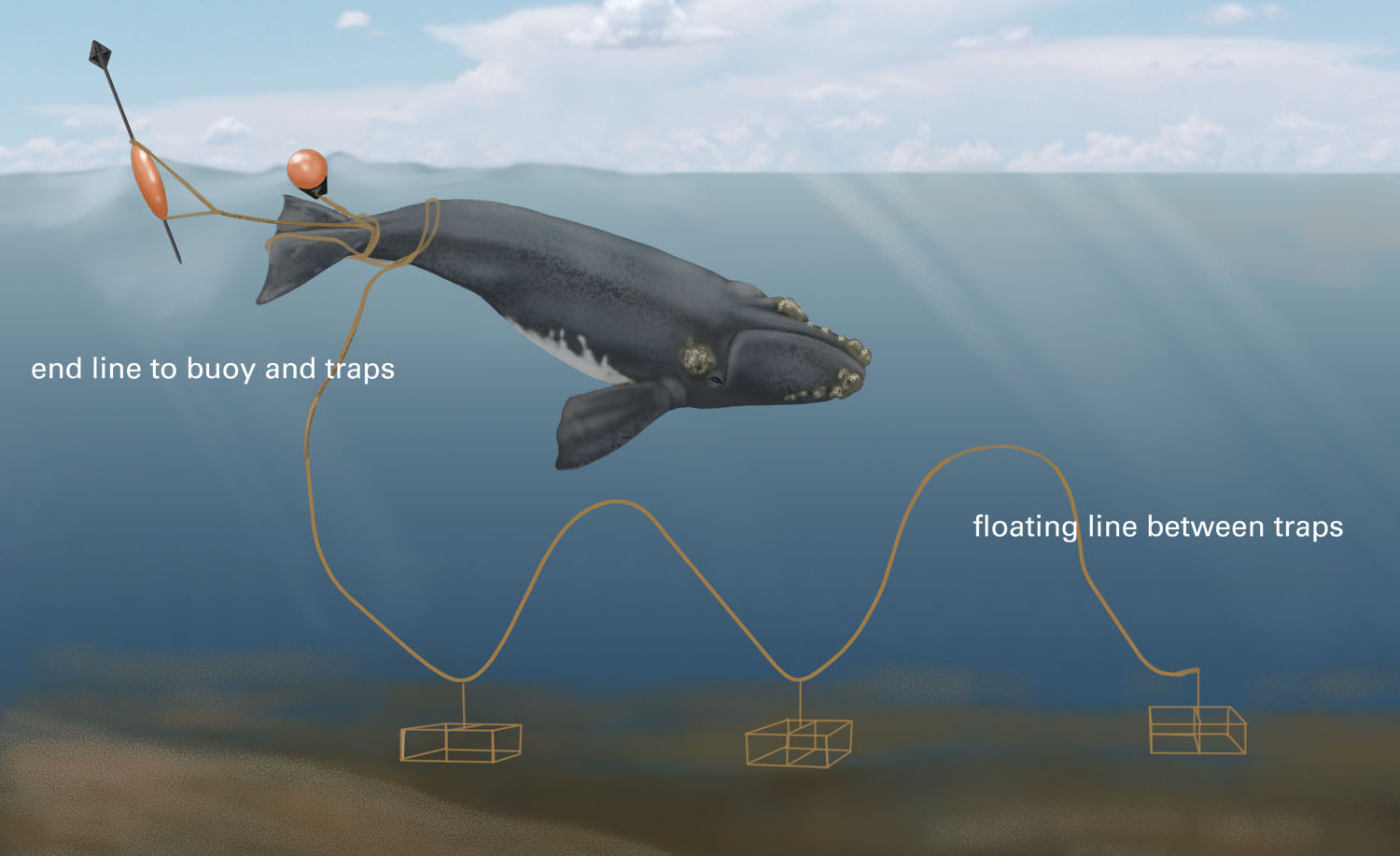 Whales and Dolphins | Smithsonian Ocean