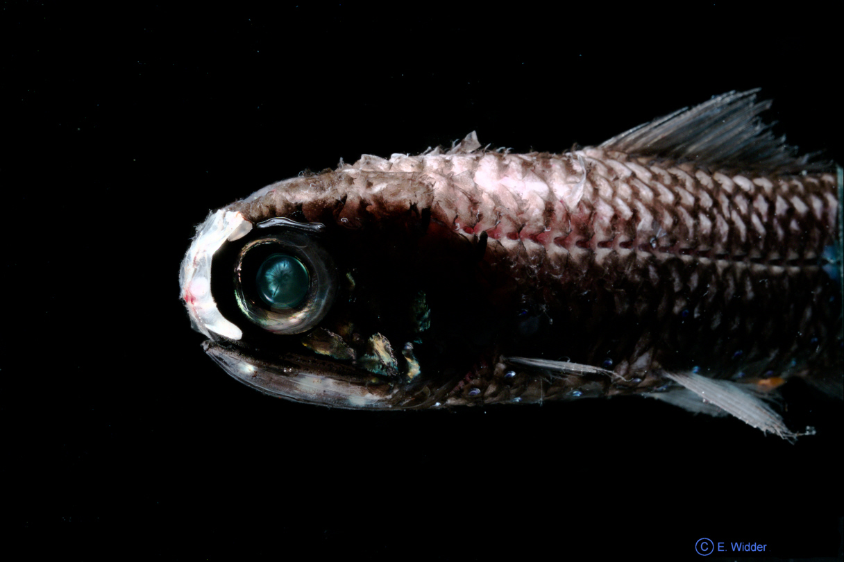 Bioluminescence | Smithsonian Ocean