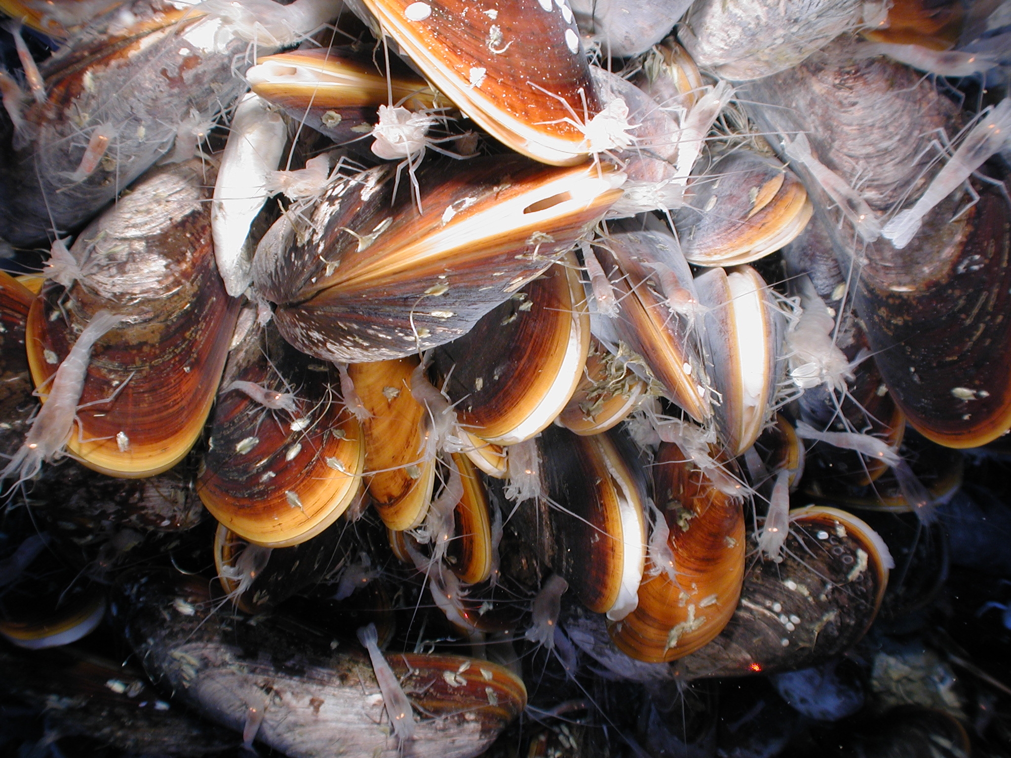 The Deep Sea | Smithsonian Ocean