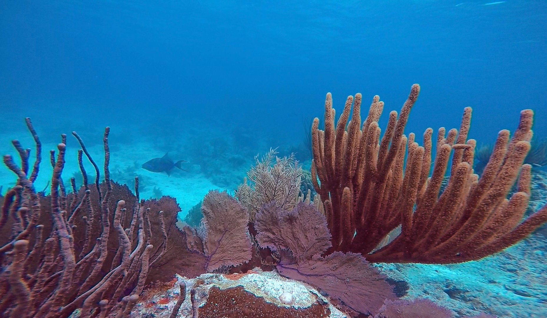 Ancient Reefs Reveal Glimpse at Future Oceans | Smithsonian Ocean