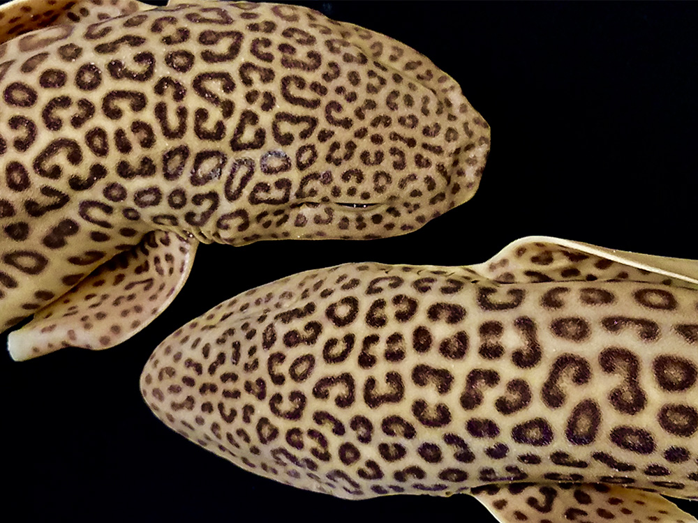 Leopard Catsharks | Smithsonian Ocean