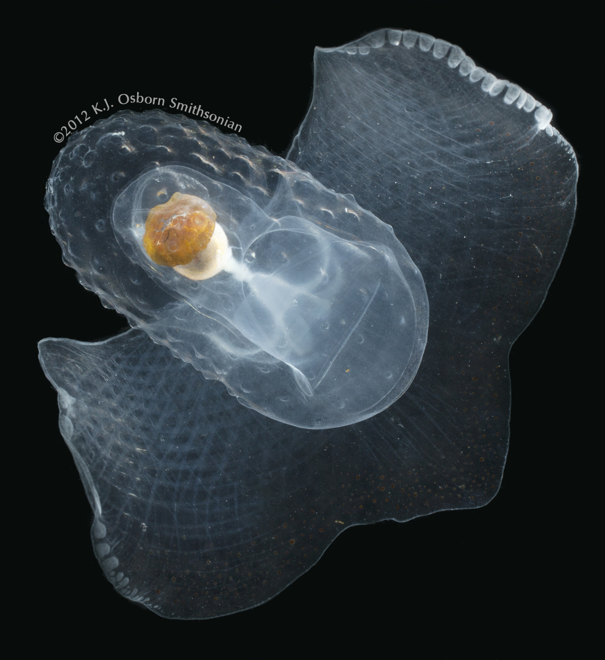 Sea Butterfly | Smithsonian Ocean