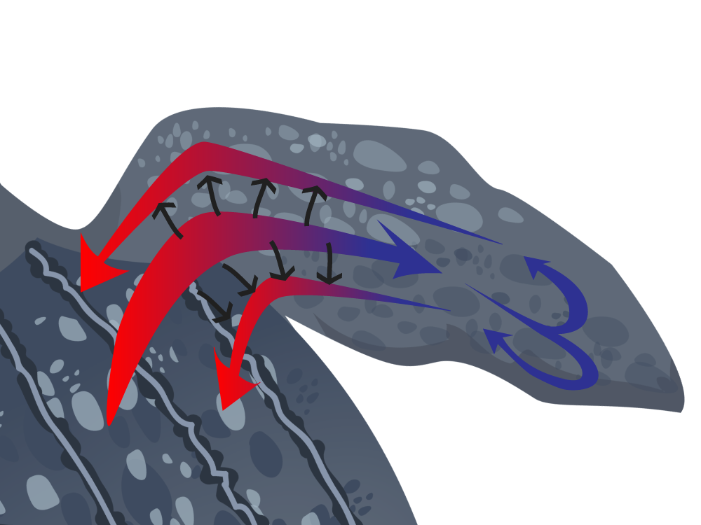 Sea Turtles | Smithsonian Ocean