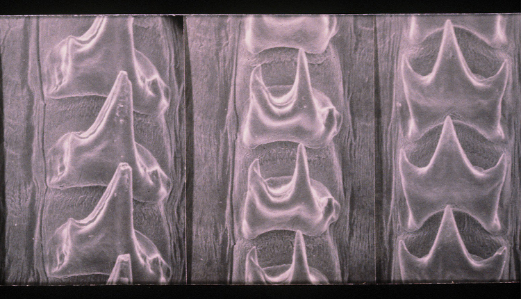 Giant Squid | Smithsonian Ocean