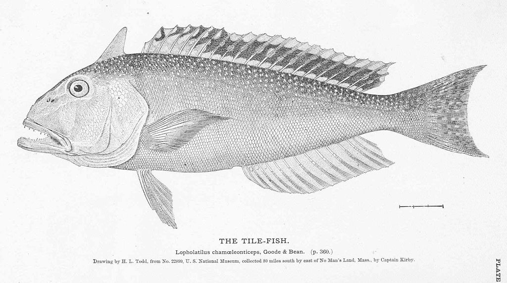 America’s ever-changing relationship with seafood | Smithsonian Ocean