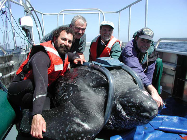 Tagging and Tracking Animals Underwater | Smithsonian Ocean