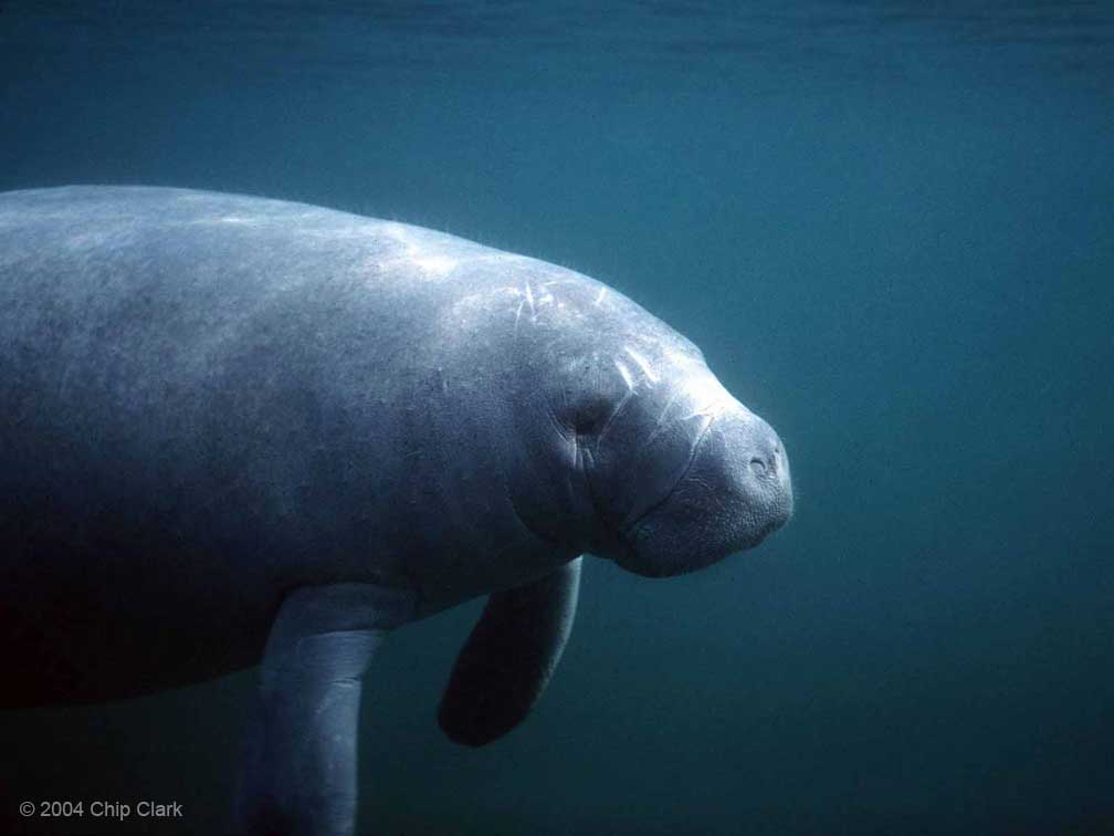 From Mermaids to Manatees: the Myth and the Reality | Smithsonian Ocean