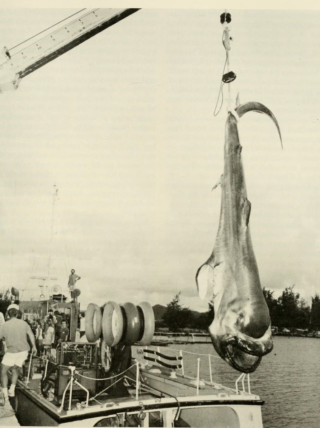 The Massive Filter Feeding Shark You Ought to Know | Smithsonian Ocean