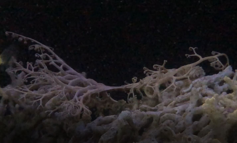 Brittle Star Splits | Smithsonian Ocean