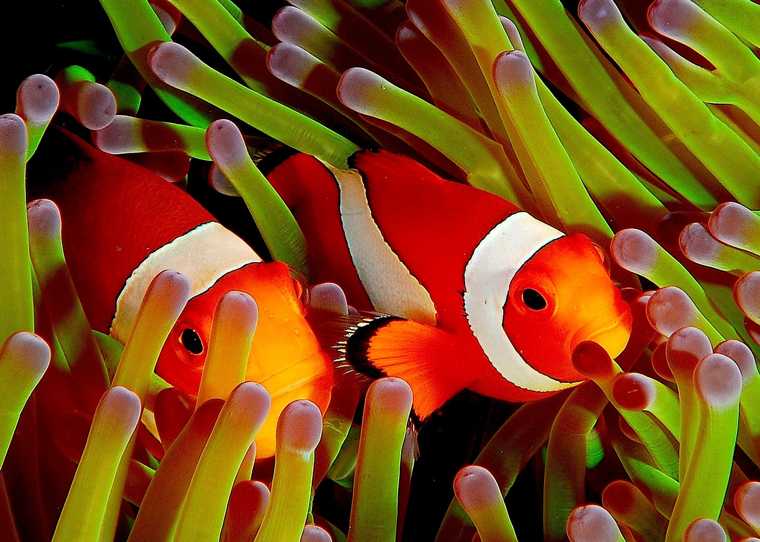 Ocean Acidification | Smithsonian Ocean Ocean Acidification | Smithsonian Ocean