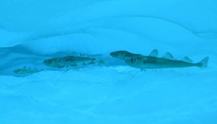 The Arctic and The Antarctic | Smithsonian Ocean