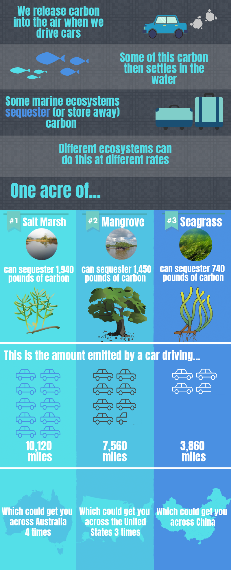 Blue Carbon Infographic | Smithsonian Ocean