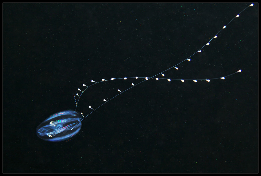 Jellyfish and Comb Jellies | Smithsonian Ocean