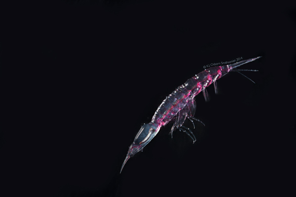 Many Eyes, Many Perspectives: The Astonishing Visual Systems of ...