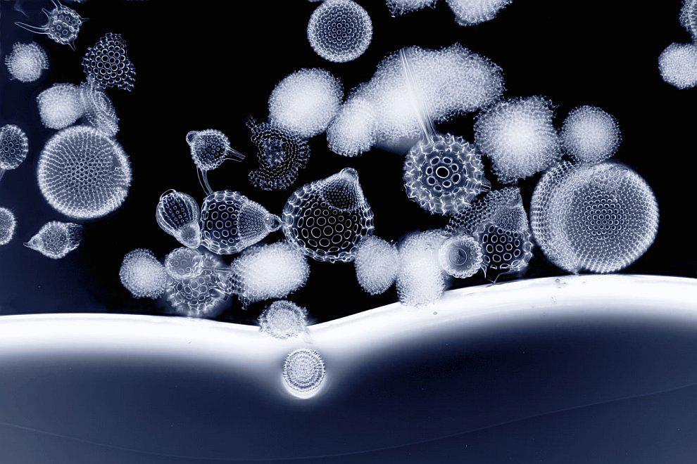 Glassy Radiolarian Beauty | Smithsonian Ocean