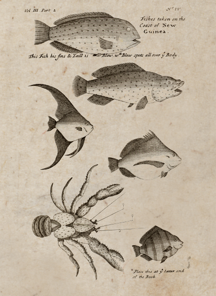 New Guinea Fish and Crab | Smithsonian Ocean