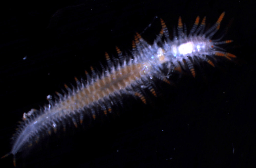 Bioluminescence | Smithsonian Ocean