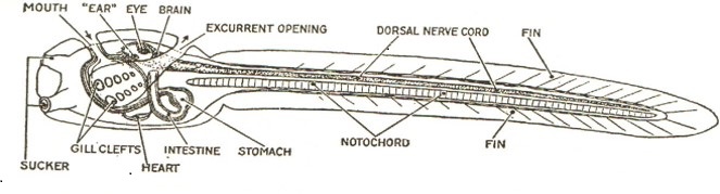 Tunicates—Not So Spineless Invertebrates | Smithsonian Ocean