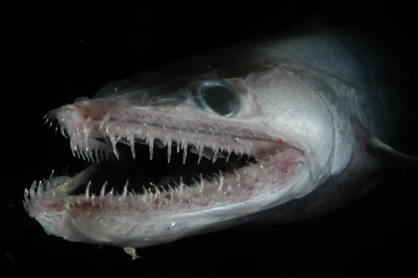 Deepsea Lizardfish Smithsonian Ocean