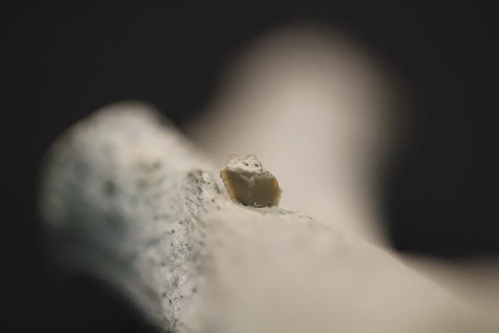 What the Megalodon Left Behind | Smithsonian Ocean